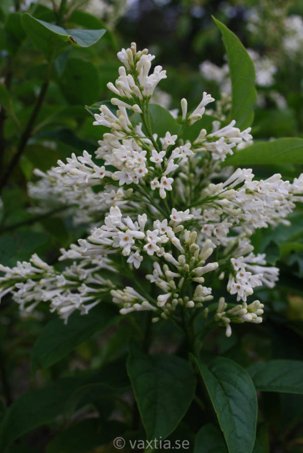 Växtia » Syringa josikaea ’Holger’