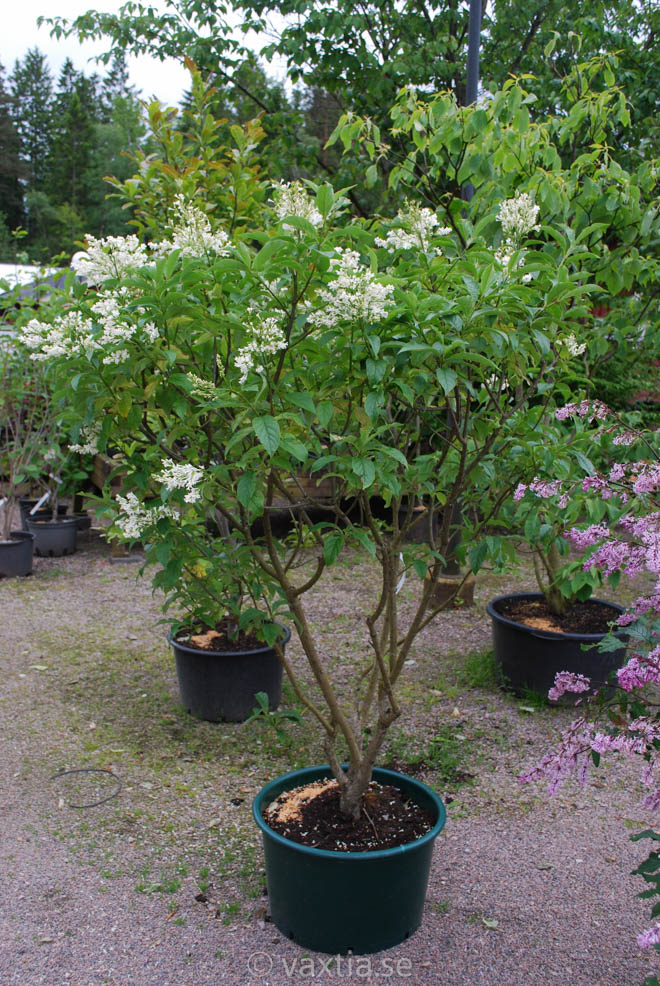 Växtia » Syringa josikaea ’Holger’