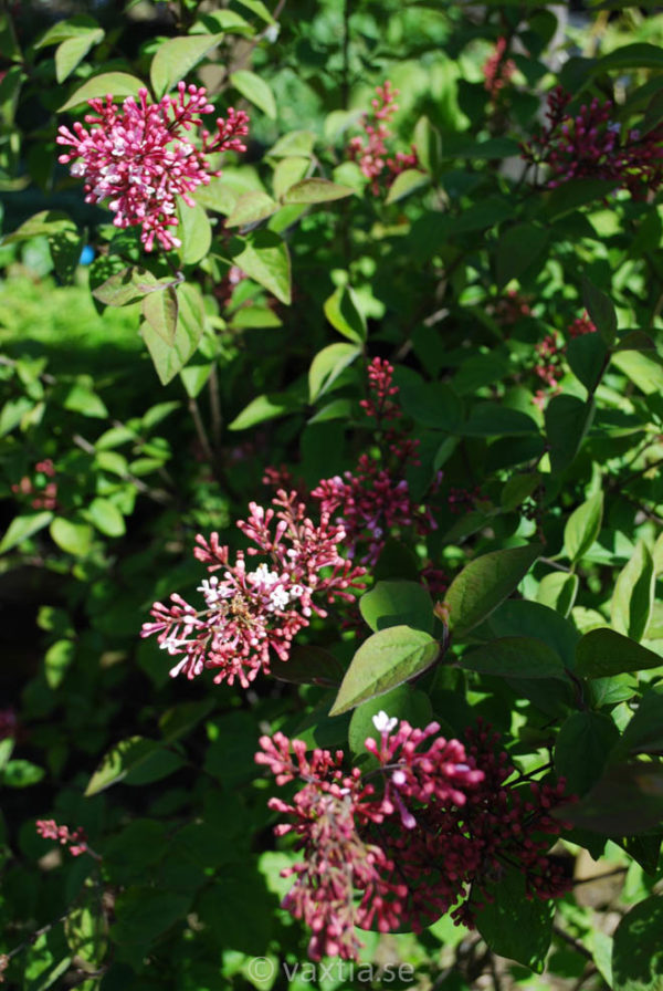 Växtia » Syringa komarowii ssp reflexa