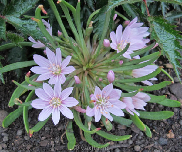 Växtia » Lewisia nevadensis ’Rosea’